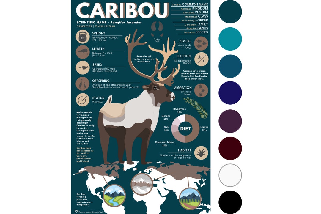Caribou (reindeer) Print | Exotic Animal Infographic Poster Ft ...