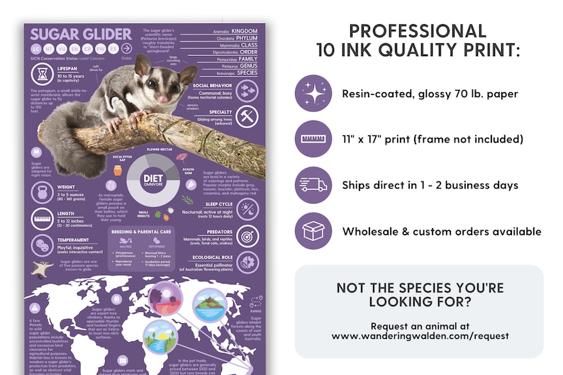 Sugar Glider Poster | Wildlife Animal Infographic Print | Conservation ...