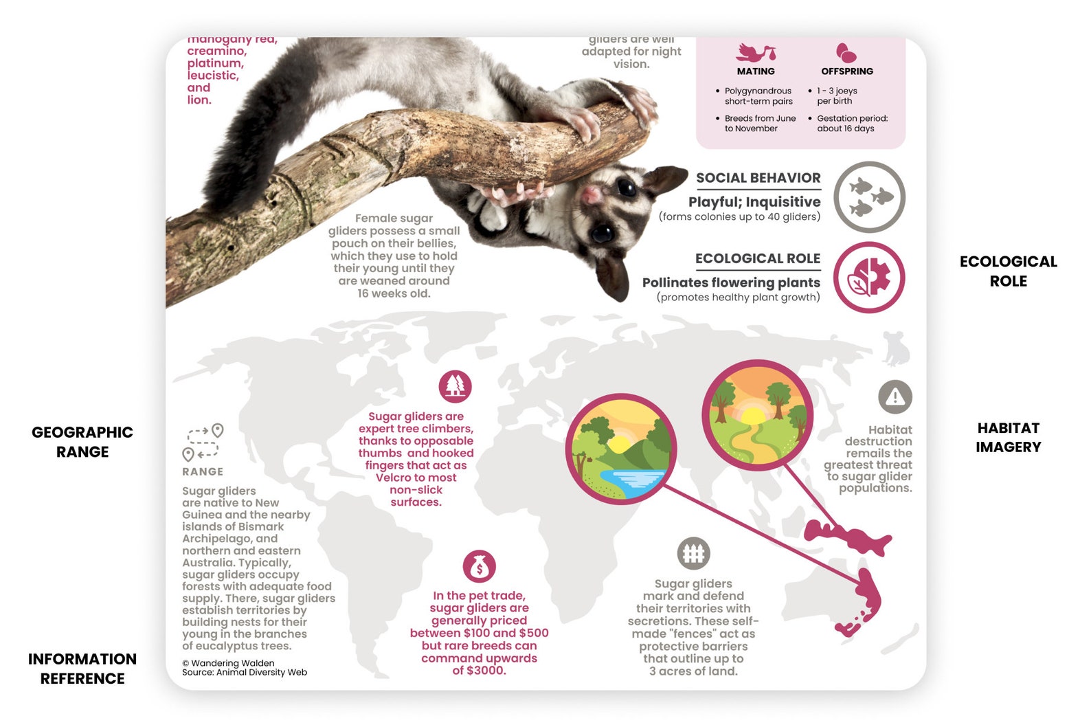 Sugar Glider Poster Animal Infographic Conservation - Etsy