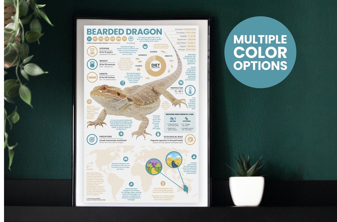 Bearded Dragon Poster Reptile Print Wildlife Animal Infographic ...