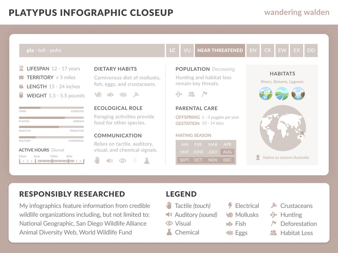 Platypus Print Original Animal Artwork 11 X 17 - Etsy