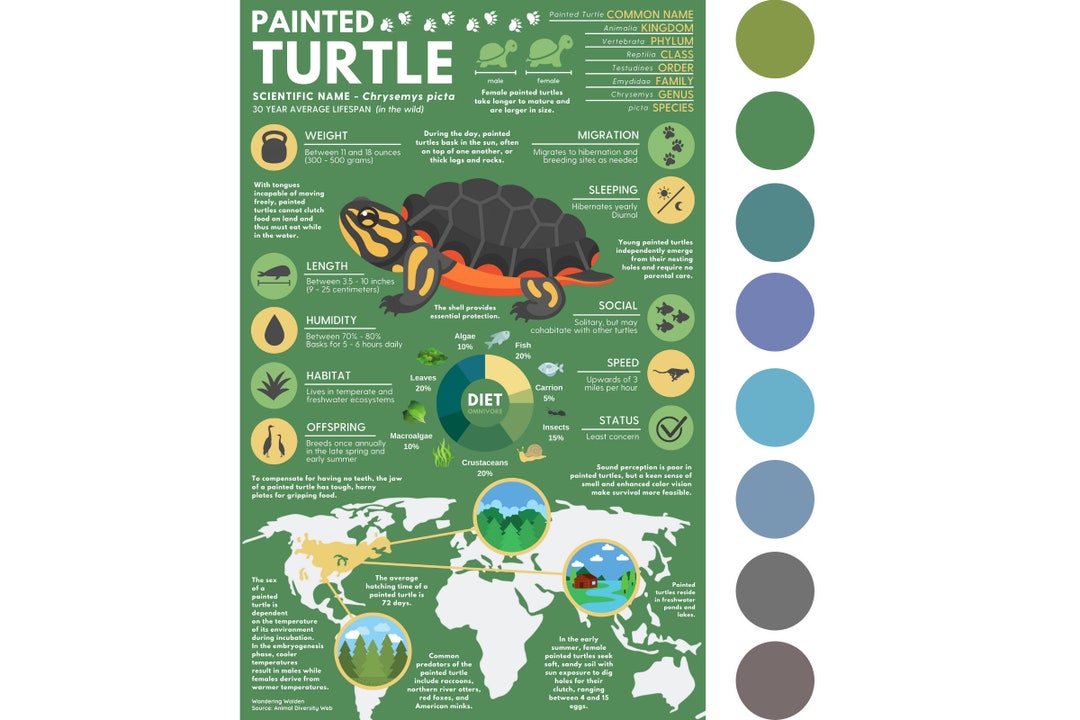 Painted Turtle Poster | Animal Education Infographic | 8 Color Options ...