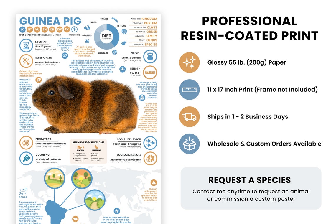 Guinea Pig Poster | Animal Infographic | Conservation Education (11" X ...