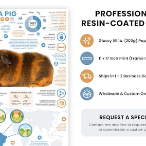 Guinea Pig Poster | Animal Infographic | Conservation Education (11" X ...