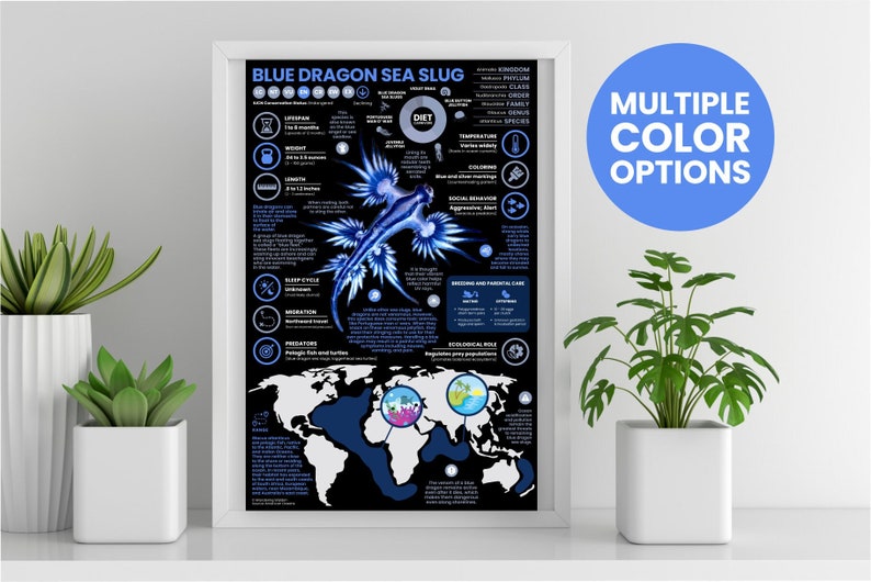 Blue Dragon Sea Slug Poster | Glaucus Atlanticus Animal Infographic ...
