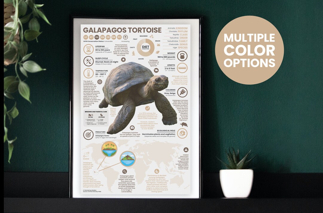 Galapagos Tortoise Poster | Reptile Print | Wildlife Animal Infographic ...