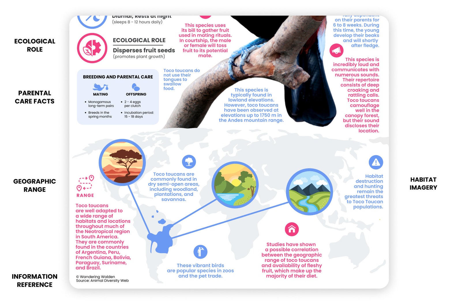 Toco Toucan Poster | Toucan Animal Infographic | Conservation Education ...