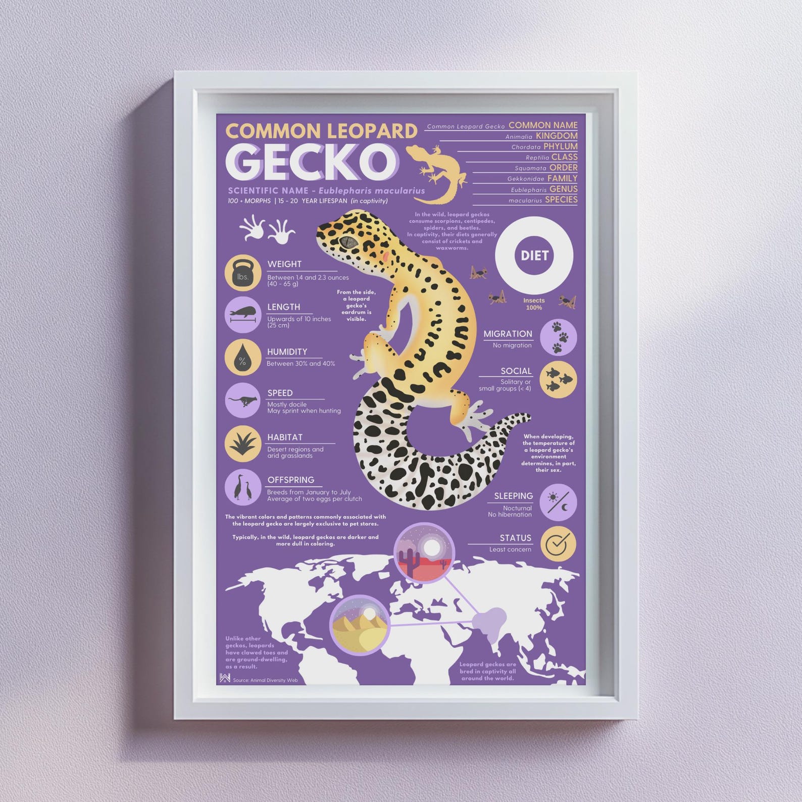 Leopard Gecko Poster | 11" X 17" Animal Infographic Print - Etsy