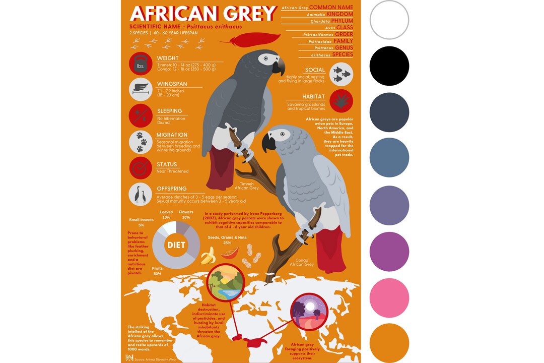 African Grey Parrot Print | Exotic Animal Infographic Poster Ft ...