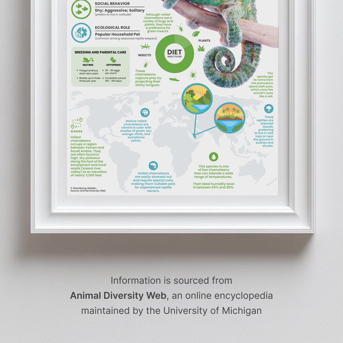 Veiled Chameleon Poster | 11" X 17" Animal Infographic Print - Etsy