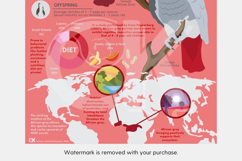 African Grey Parrot Print Exotic Animal Infographic Poster | Etsy