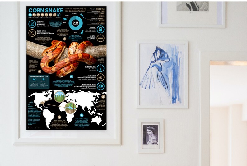 Corn Snake Poster Reptile Infographic Conservation - Etsy
