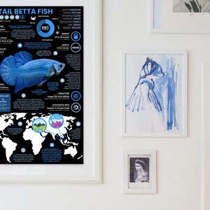 Betta Fish Poster | Wildlife Animal Infographic | Conservation ...