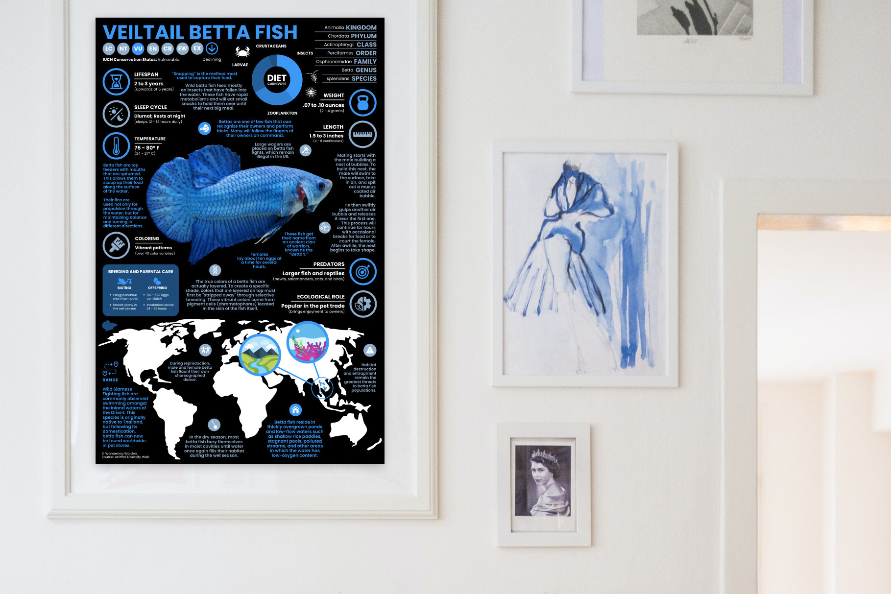 Betta Fish Poster | Wildlife Animal Infographic | Conservation ...