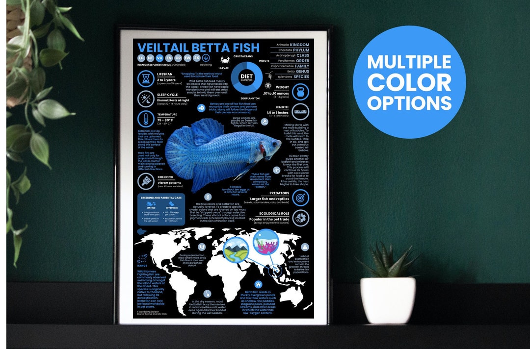 Betta Fish Poster | Wildlife Animal Infographic | Conservation ...