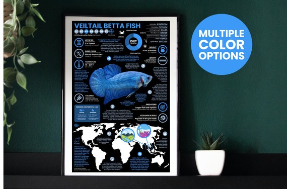 Betta Fish Poster Wildlife Animal Infographic Conservation - Etsy