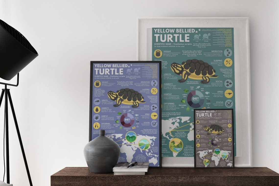 Yellow Bellied Turtle Poster Animal Education Infographic - Etsy