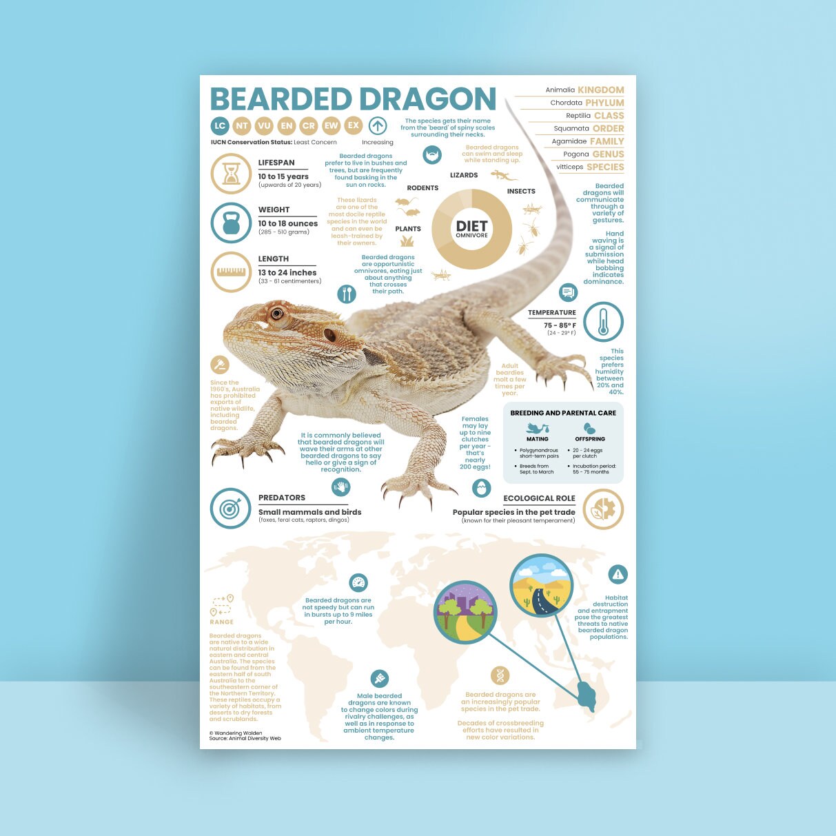 Bearded Dragon Poster Reptile Print Wildlife Animal - Etsy