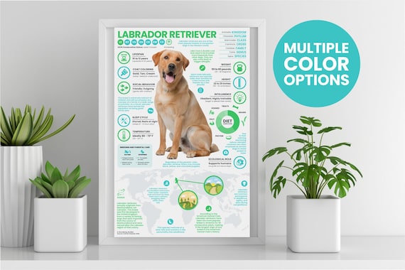Labrador Retriever Poster Custom Dog Infographic - Etsy