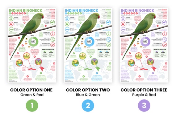 Parakeet Color Chart