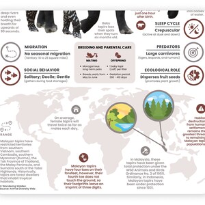 Malayan Tapir Poster | Wildlife Animal Infographic | Conservation ...