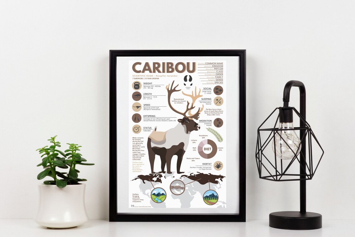 Caribou (reindeer) Print | Exotic Animal Infographic Poster Ft ...