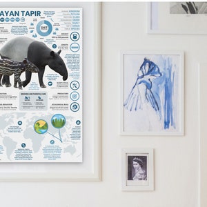 Malayan Tapir Poster | Wildlife Animal Infographic | Conservation ...