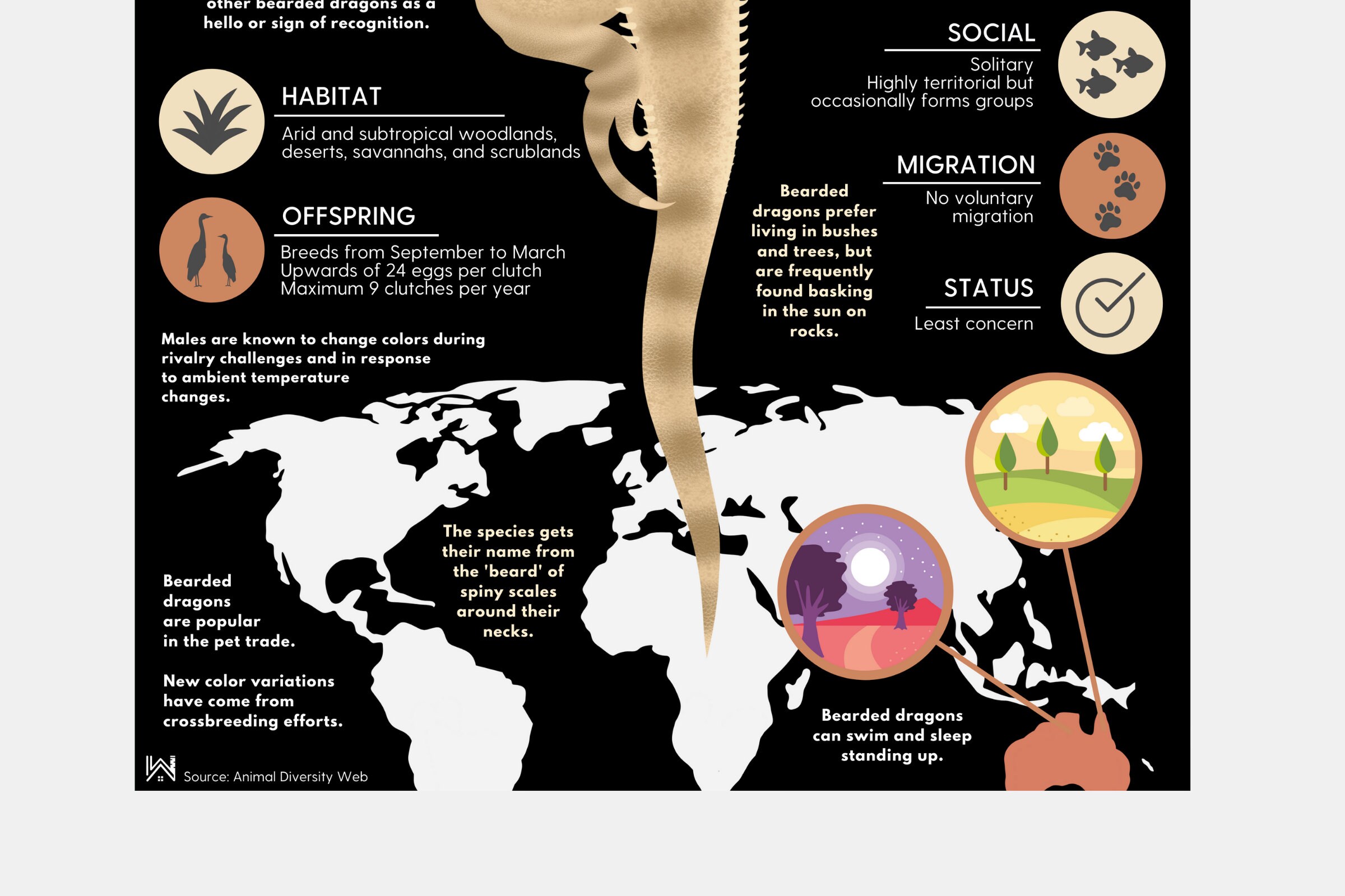 Bearded Dragon Print Animal Infographic Poster Ft. Original - Etsy Canada