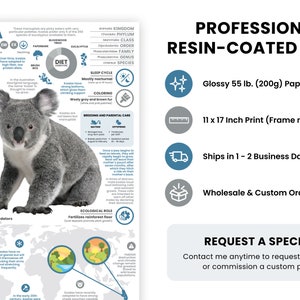 Koala Poster | Animal Infographic | Conservation Education (11" X 17 ...