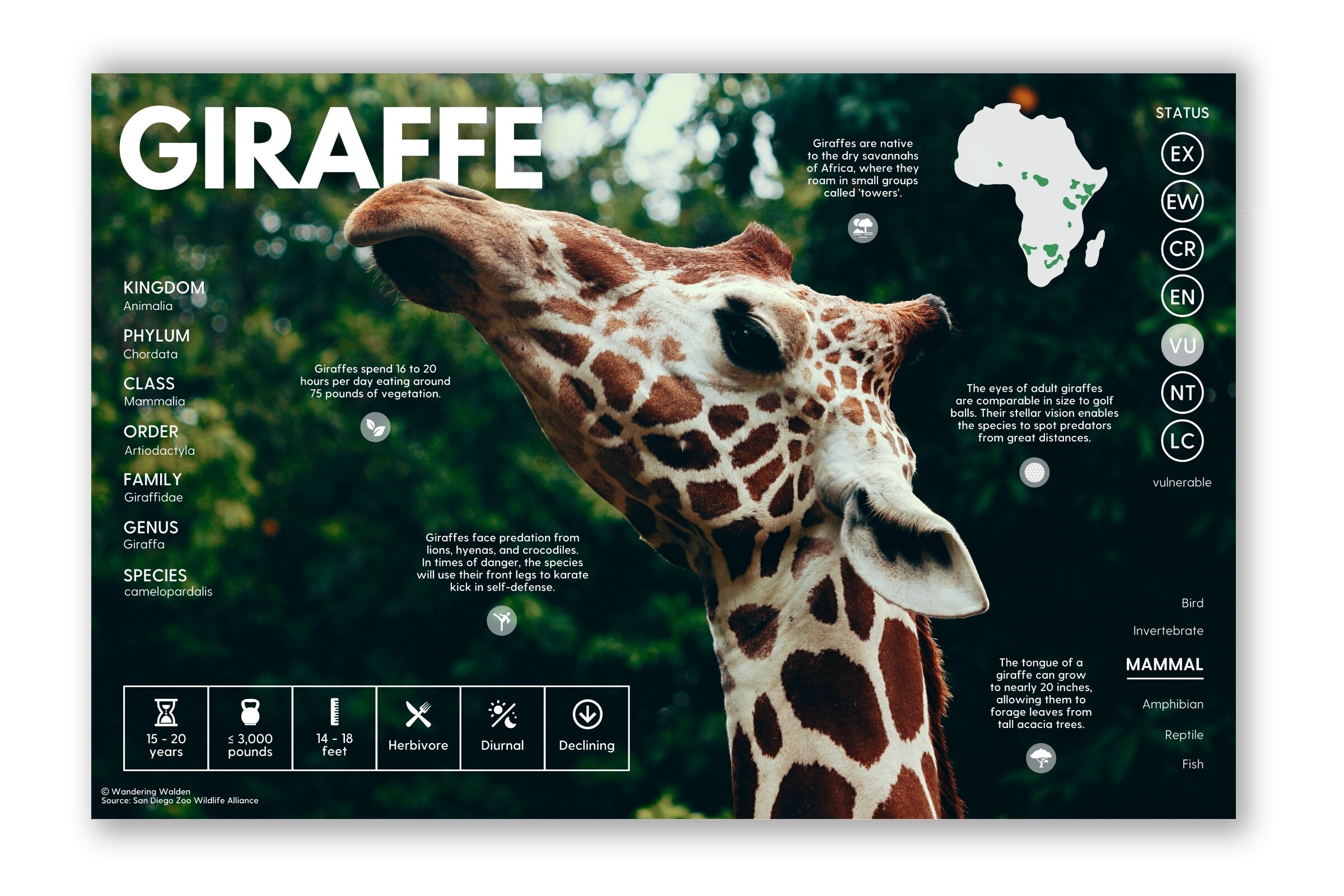 Giraffe Print Modern Wildlife Animal Infographic | Etsy