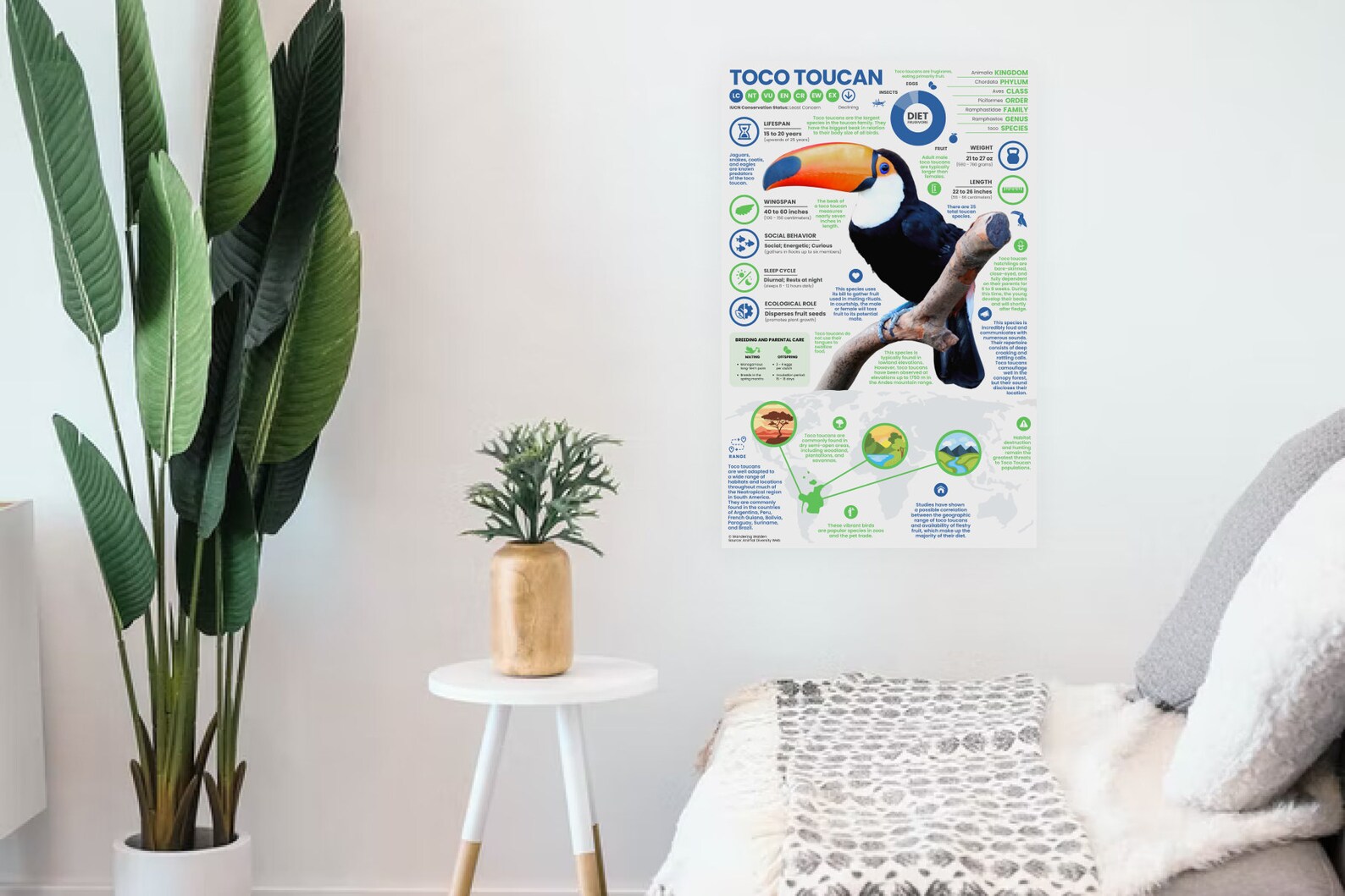 Toco Toucan Poster | Toucan Animal Infographic | Conservation Education ...