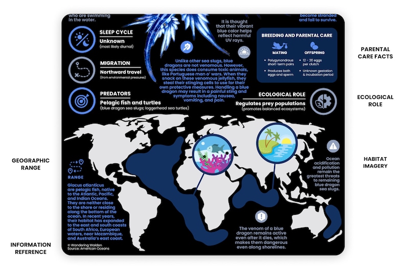 Blue Dragon Sea Slug Poster | Glaucus Atlanticus Animal Infographic ...
