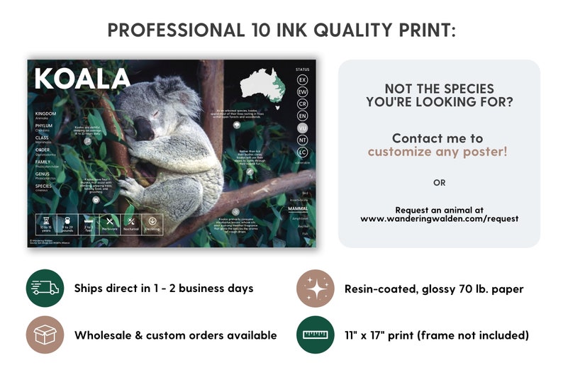Koala Poster Modern Wildlife Animal Infographic Print - Etsy