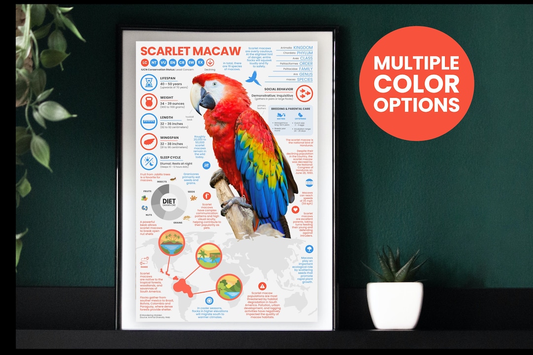 Scarlet Macaw Poster | Parrot Print | Wildlife Animal Infographic ...