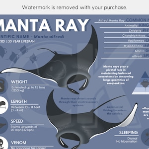 Manta Ray Print | Exotic Animal Infographic Poster Ft. Original Digital ...