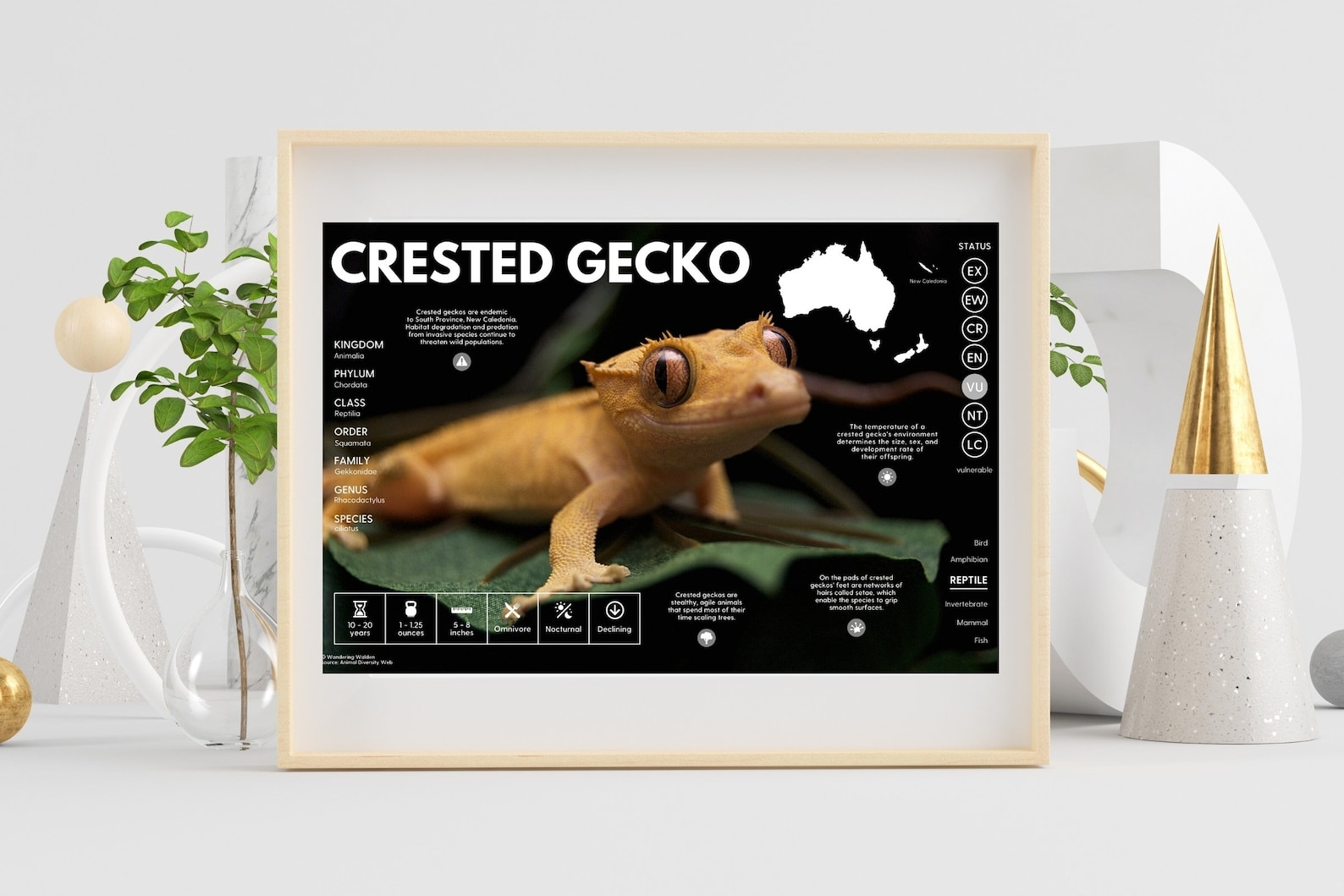 Crested Gecko Poster Modern Wildlife Animal Infographic - Etsy