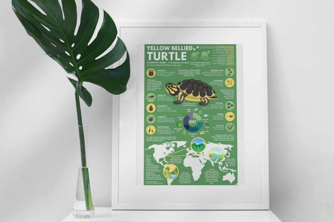 Yellow Bellied Turtle Poster Animal Education Infographic - Etsy