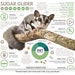 Sugar Glider Poster | Wildlife Animal Infographic Print | Conservation ...