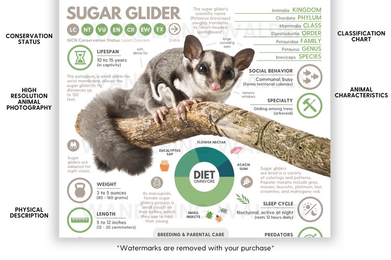 Sugar Glider Poster | Wildlife Animal Infographic Print | Conservation ...