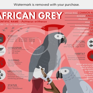 African Grey Parrot Print | Exotic Animal Infographic Poster Ft ...