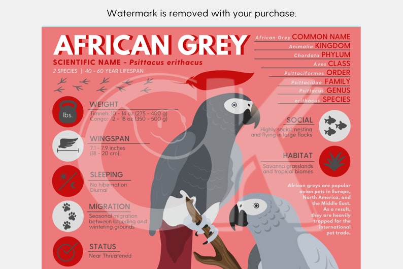African Grey Parrot Print Exotic Animal Infographic Poster | Etsy