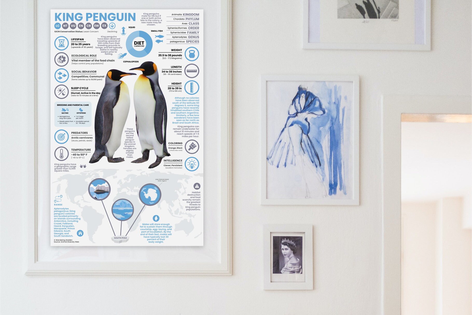 King Penguin Poster | Wildlife Animal Infographic | Conservation ...