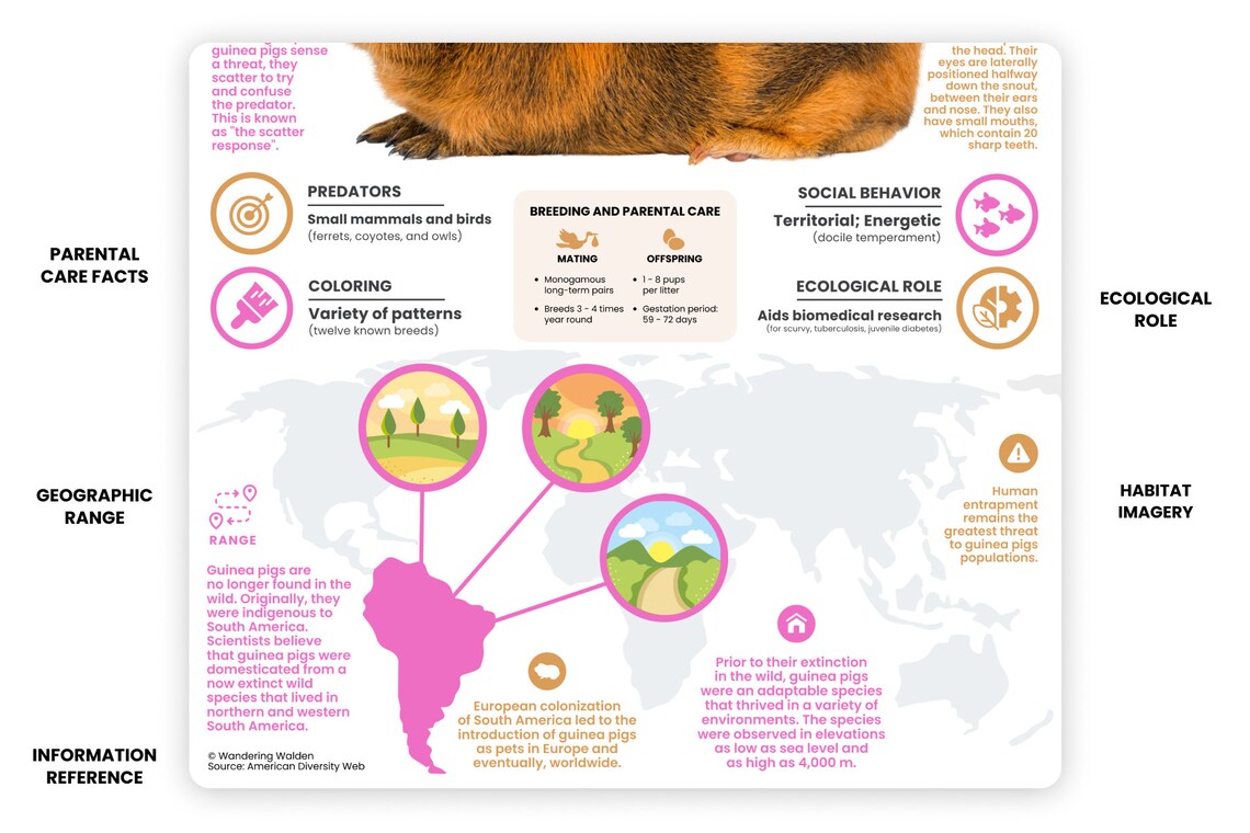 Guinea Pig Poster | Animal Infographic | Conservation Education (11" X ...