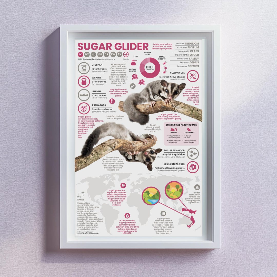 Sugar Glider Poster | 11" X 17" Animal Infographic Print - Etsy