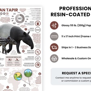 Malayan Tapir Poster | Wildlife Animal Infographic | Conservation ...