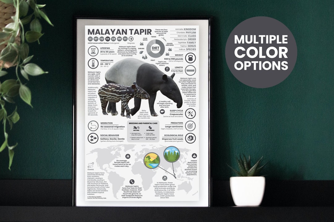 Malayan Tapir Poster | Wildlife Animal Infographic | Conservation ...