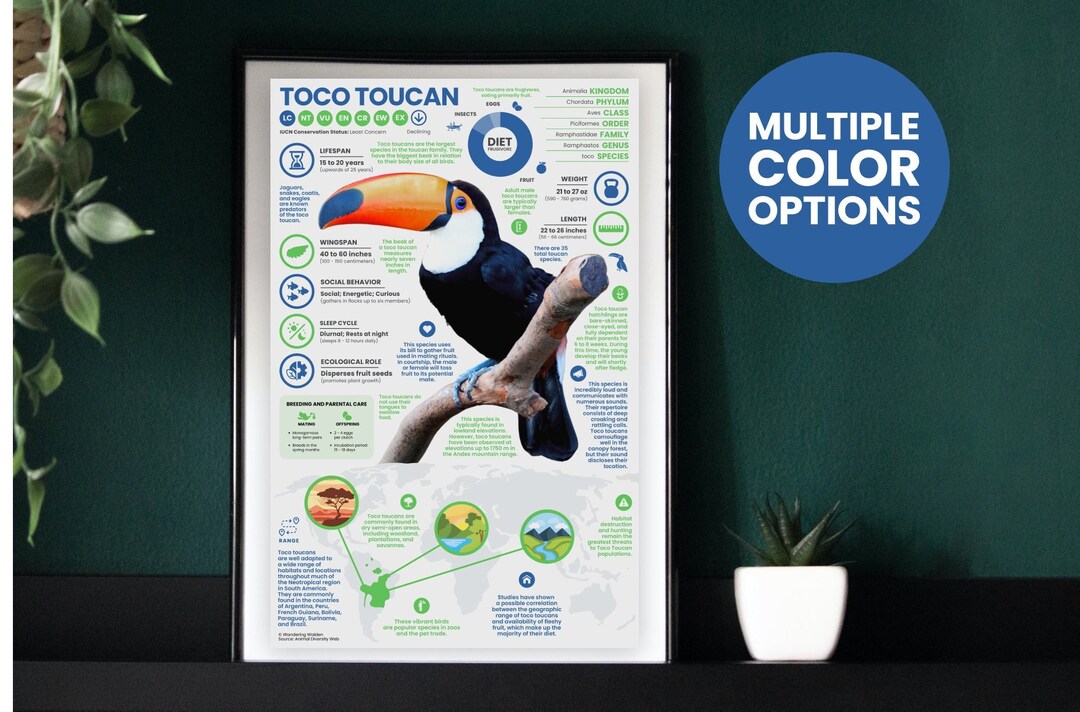 Toco Toucan Poster | Toucan Animal Infographic | Conservation Education ...