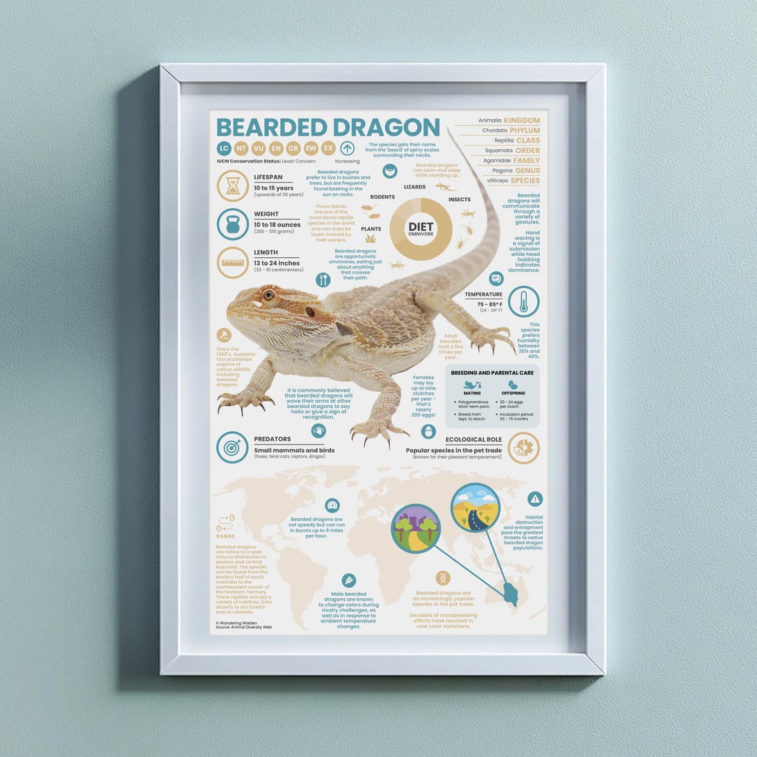 Bearded Dragon Poster | 11" X 17" Animal Infographic Print - Etsy