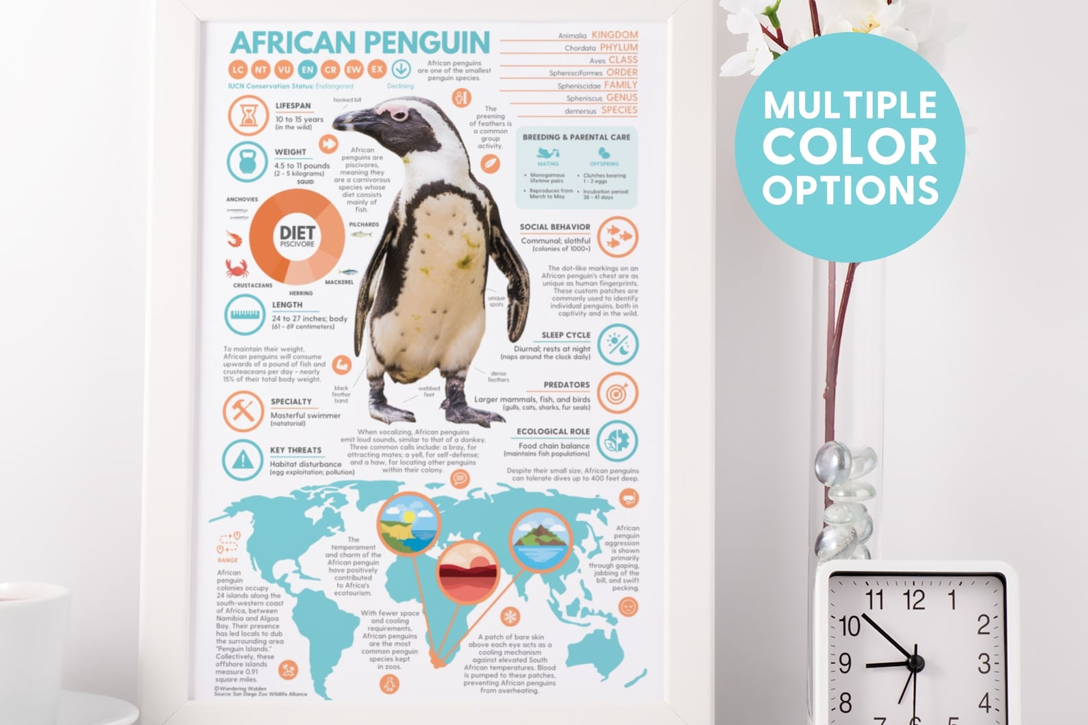 African Penguin Poster Wildlife Animal Infographic Print - Etsy