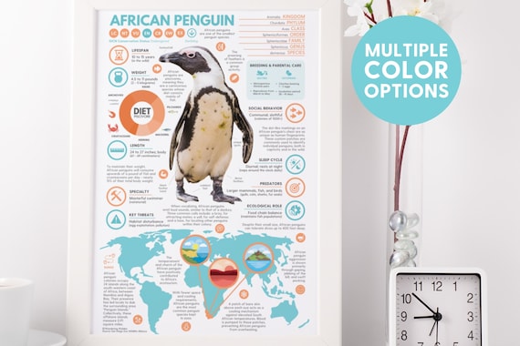 African Penguin Poster Wildlife Animal Infographic Print | Etsy